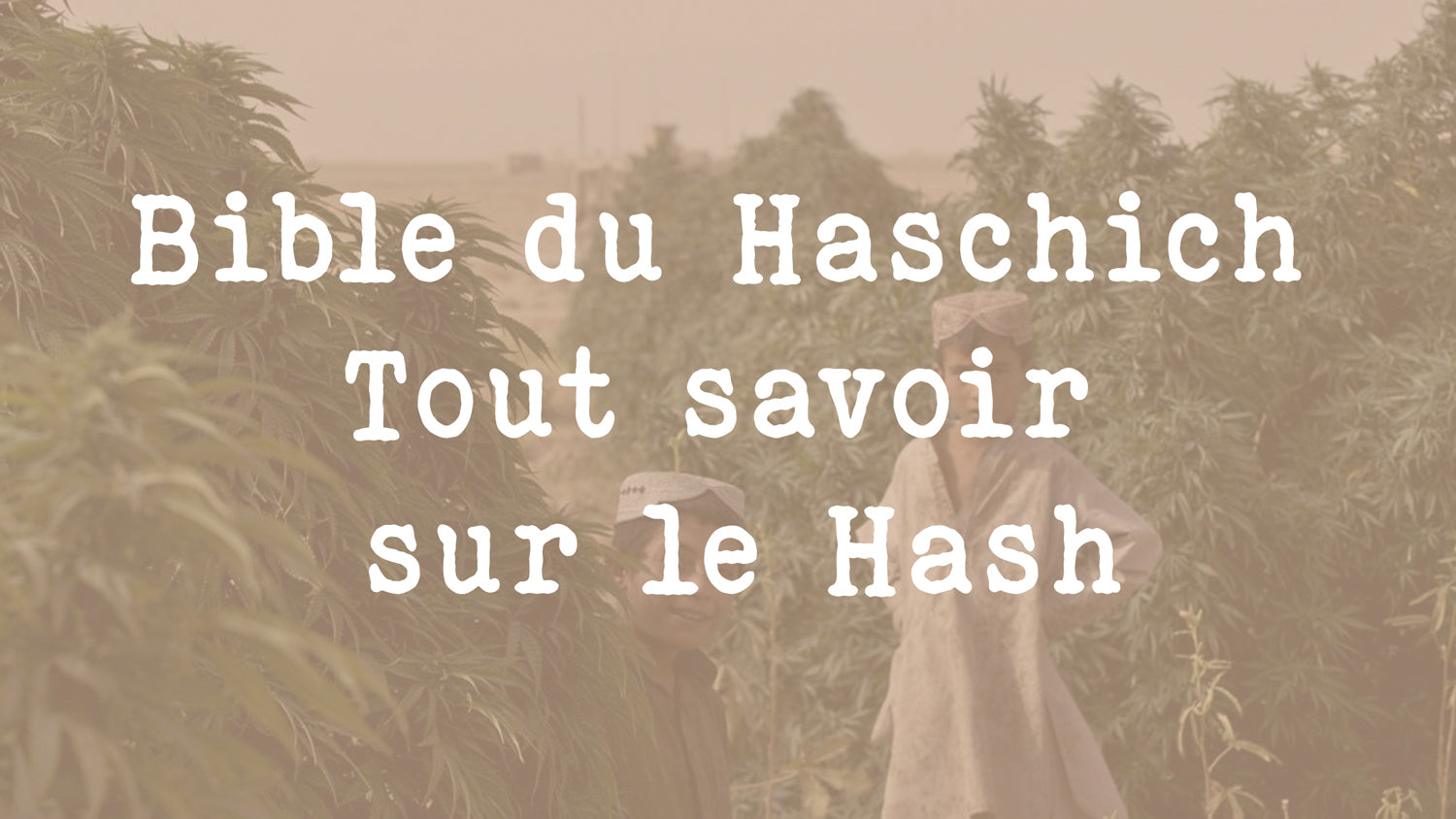 Bible du haschich : Tout savoir sur le hash, chite ! – Barong CBD Shop