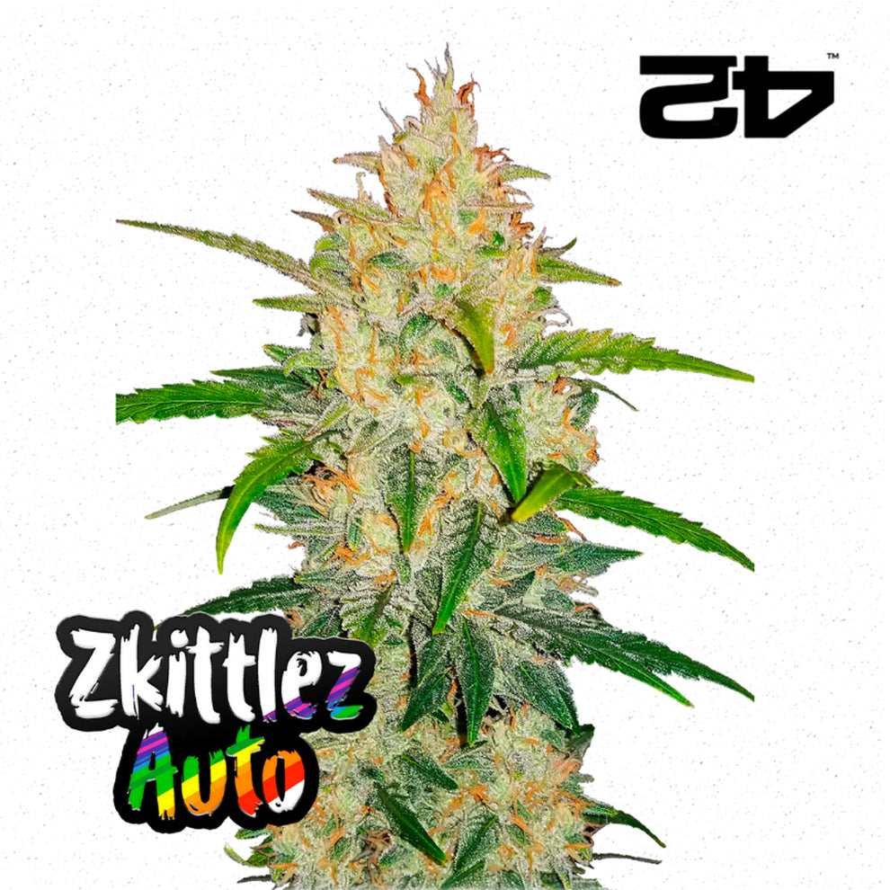 Graines Z Auto (Zkittlez Auto) - FastBuds